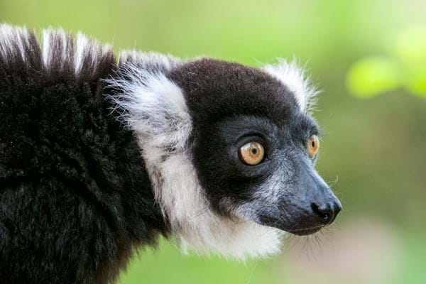 Black-and-white ruffed lemur - Apenheul