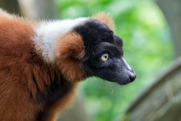 Rode vari - Apenheul