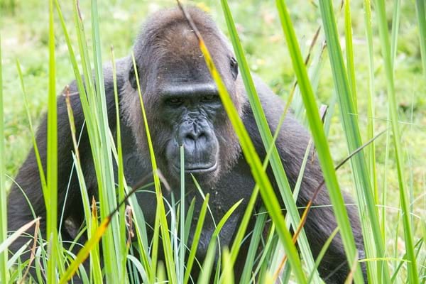 Western lowland gorilla - Apenheul