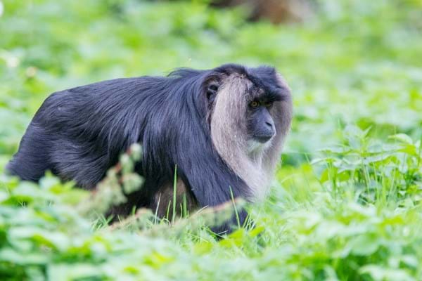 Lion-tailed macaque - Apenheul