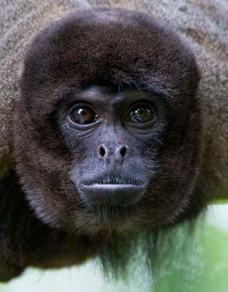 Apenheul, ein Zoo voller freilaufender Affen - Apenheul